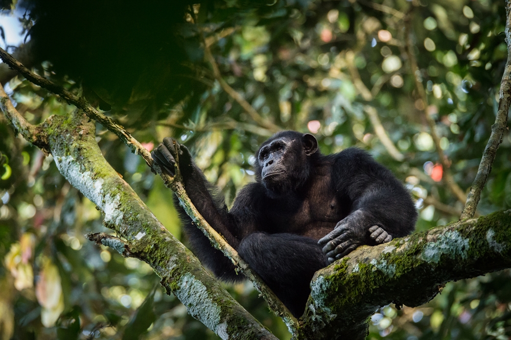 First-Ever Africa-Wide Great Ape Assessment Reveals Human Activity, not Habitat Availability, is ...